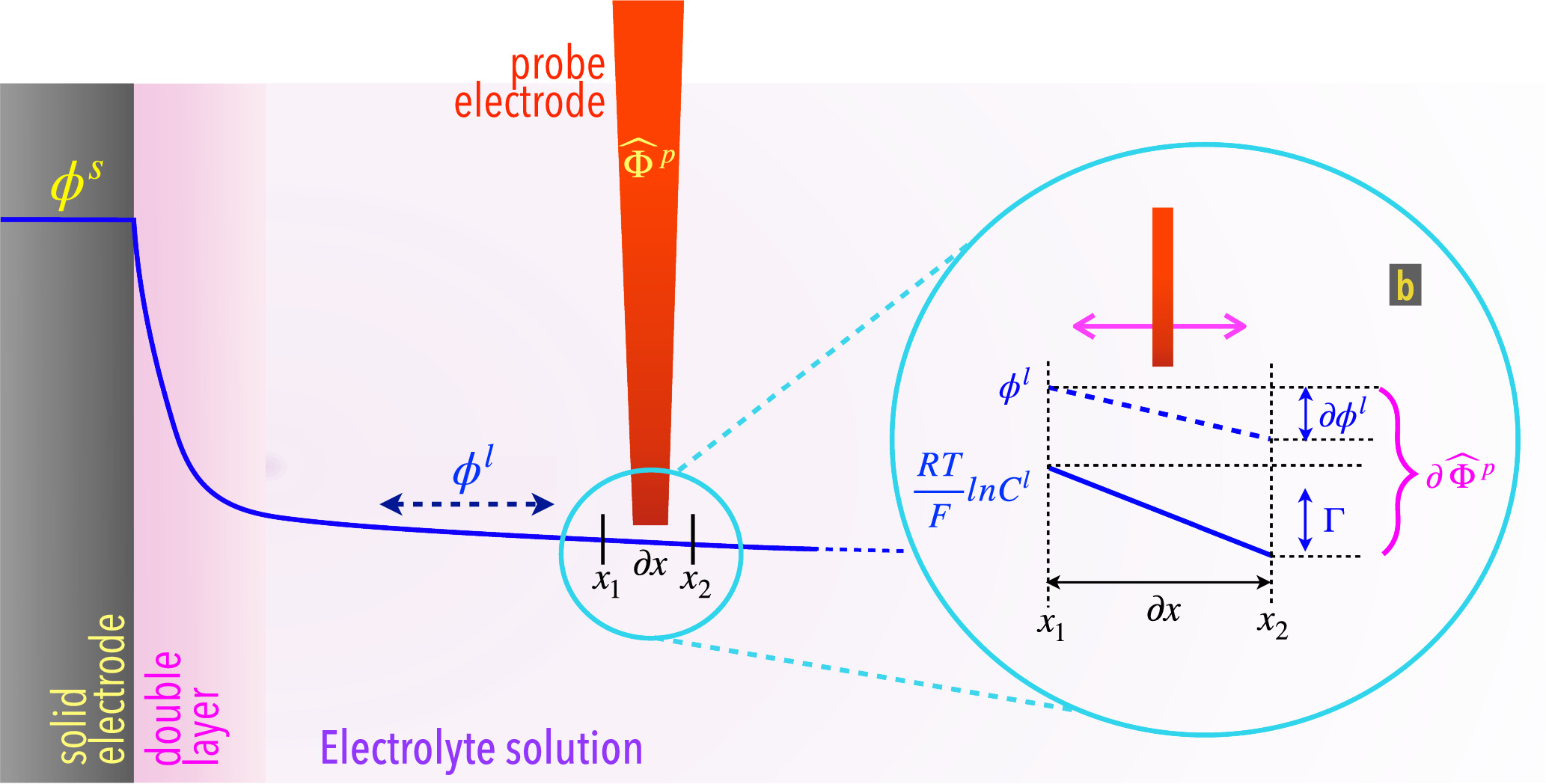Clearing the Smoke: Revisiting the Liquid Phase Potential in Newman’s ...