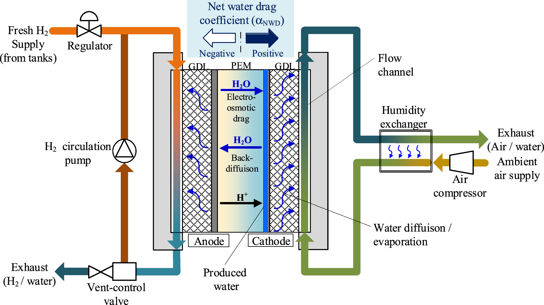 Temperature Dependency of Net Water Drag Coefficient in Polymer ...