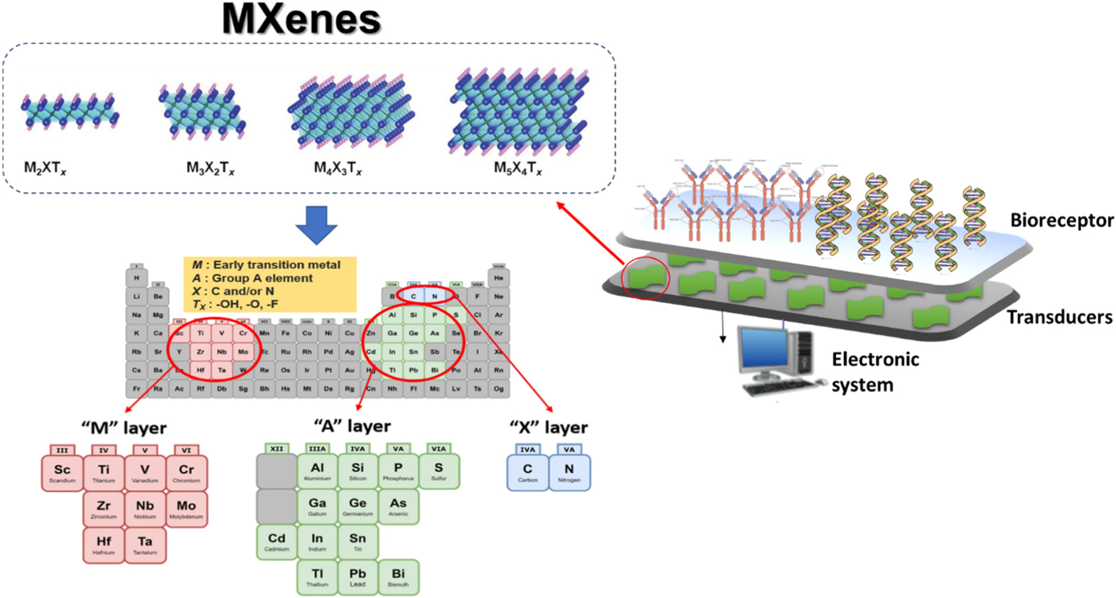 Infection Management of Virus-Diagnosing Biosensors Based on MXenes: An ...