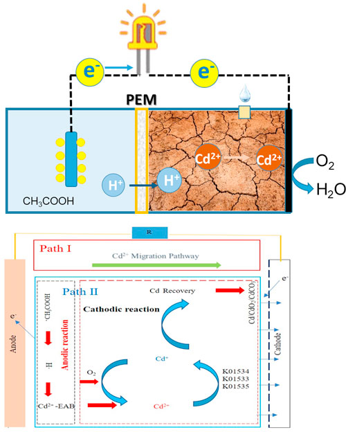Self-Driven Electrokinetic Remediation of Cd Contamination Soil by ...