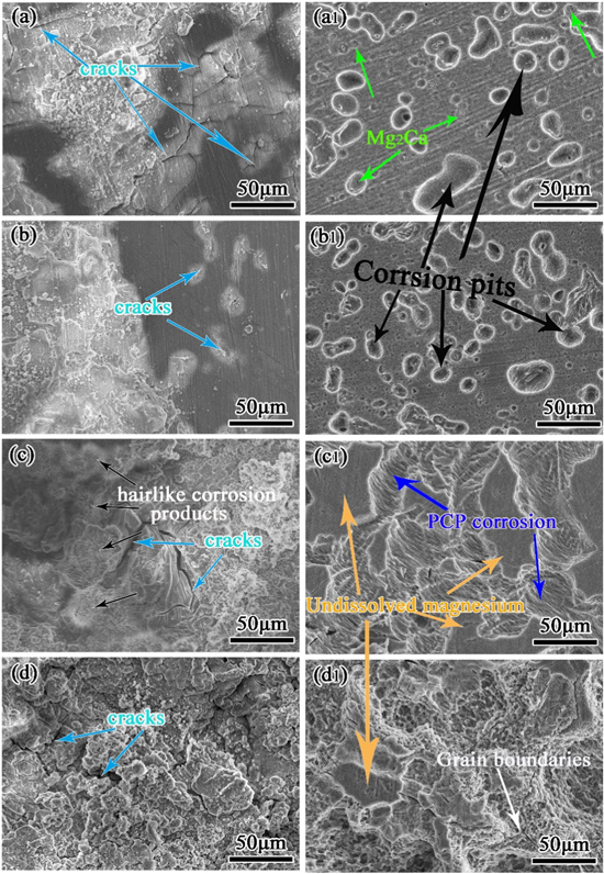 Effect of Sn/Ca Mass Ratio on the Second Phase, Corrosion Behavior and ...