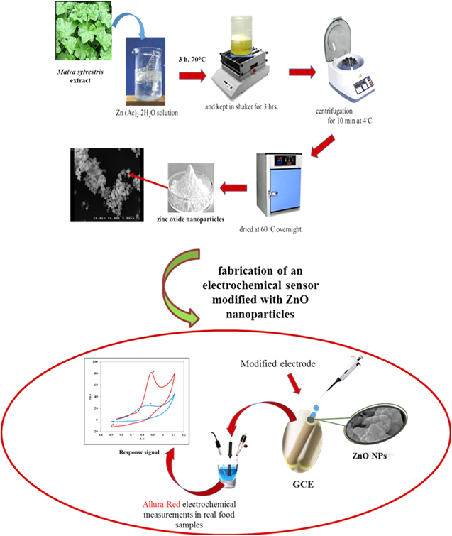 A Novel Green Electrochemical Sensor Modified with ZnO Nanoparticles ...