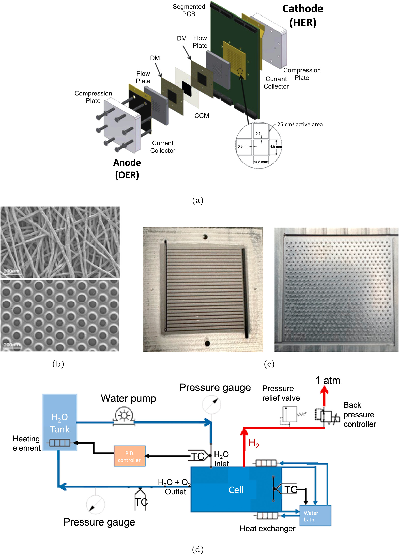 EWTN: Quantifying Mass Transport to Enable Water Electrolyzer ...