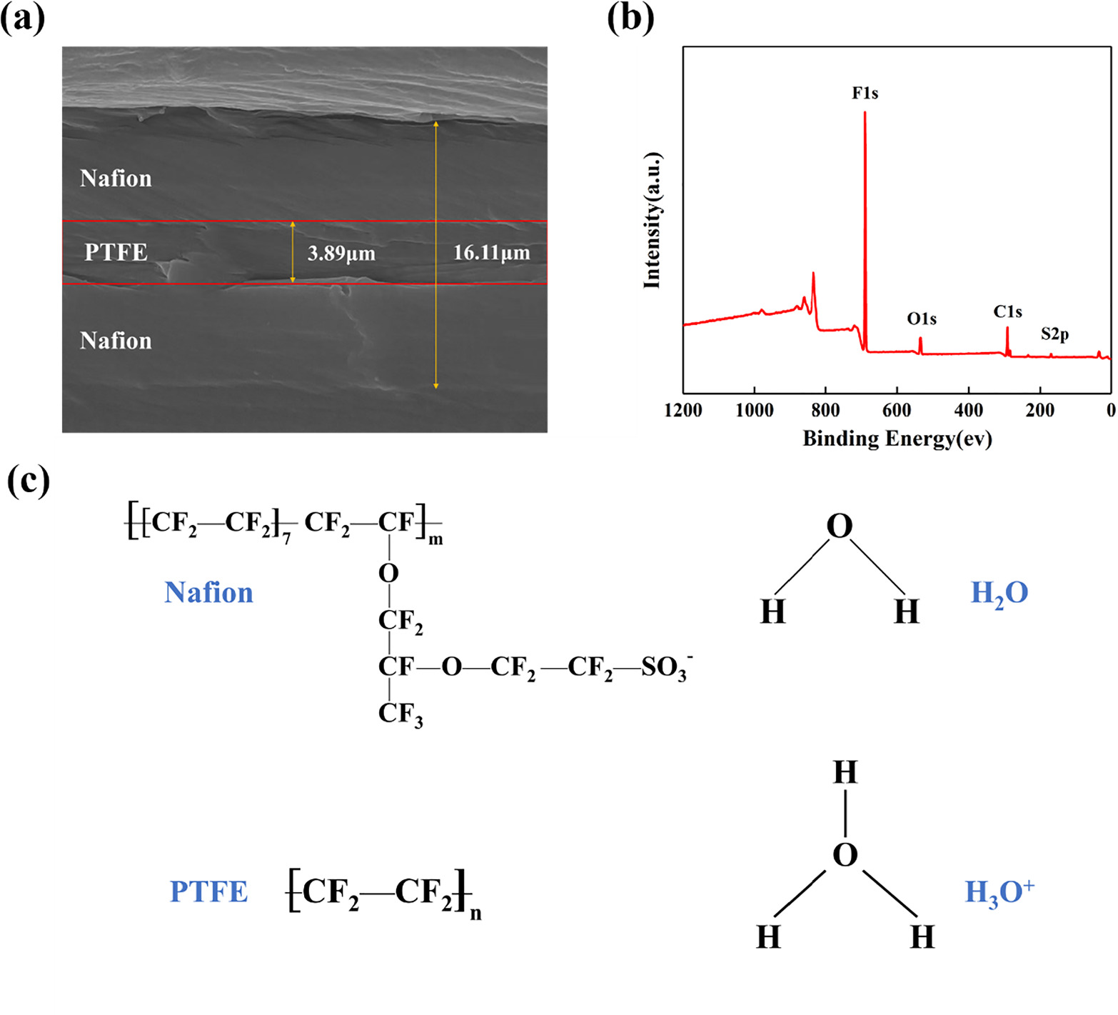 Proton Transport, Electroosmotic Drag and Oxygen Permeation in Polytetrafluoroethylene ...