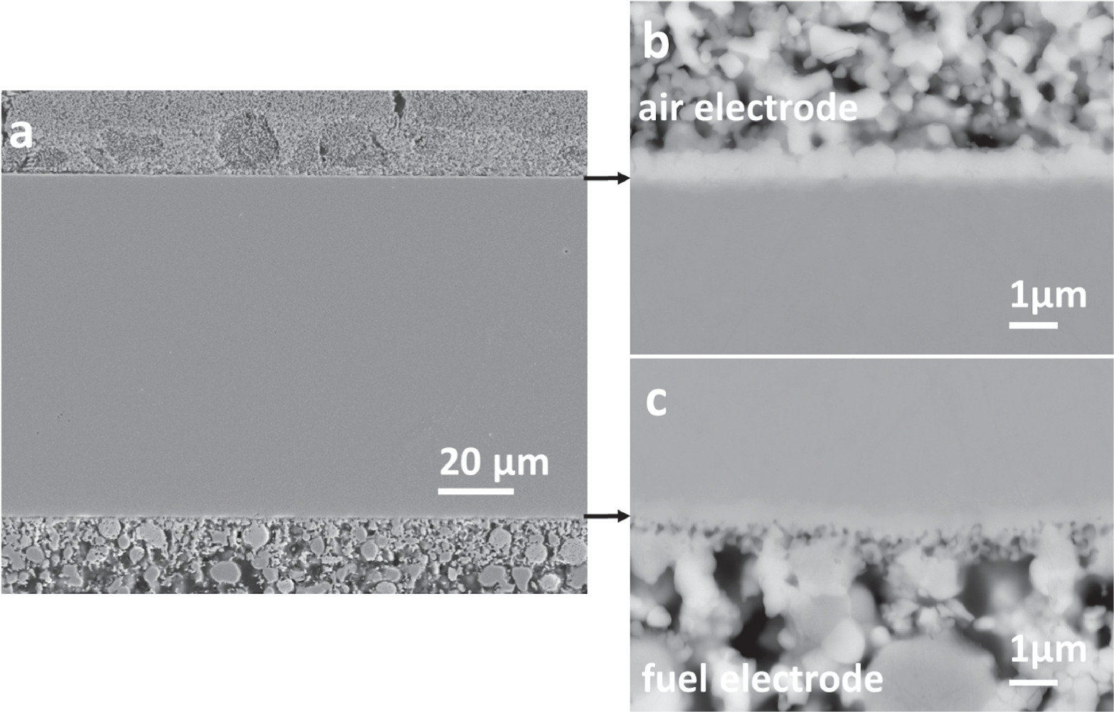 Performance and Degradation of Electrolyte Supported SOECs with ...