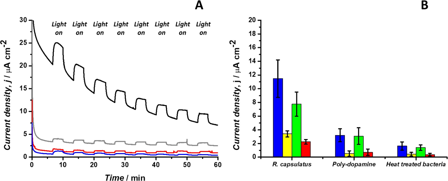 Bacterial-Polyhydroxybutyrate for Biocompatible Microbial Electrodes ...