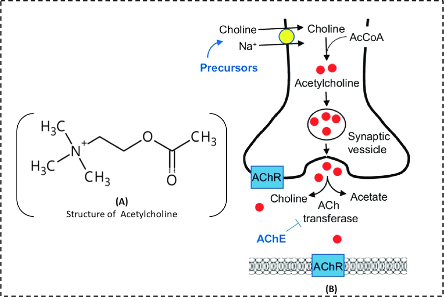 Review—Electrochemical Sensors for Acetylcholine Detection - IOPscience