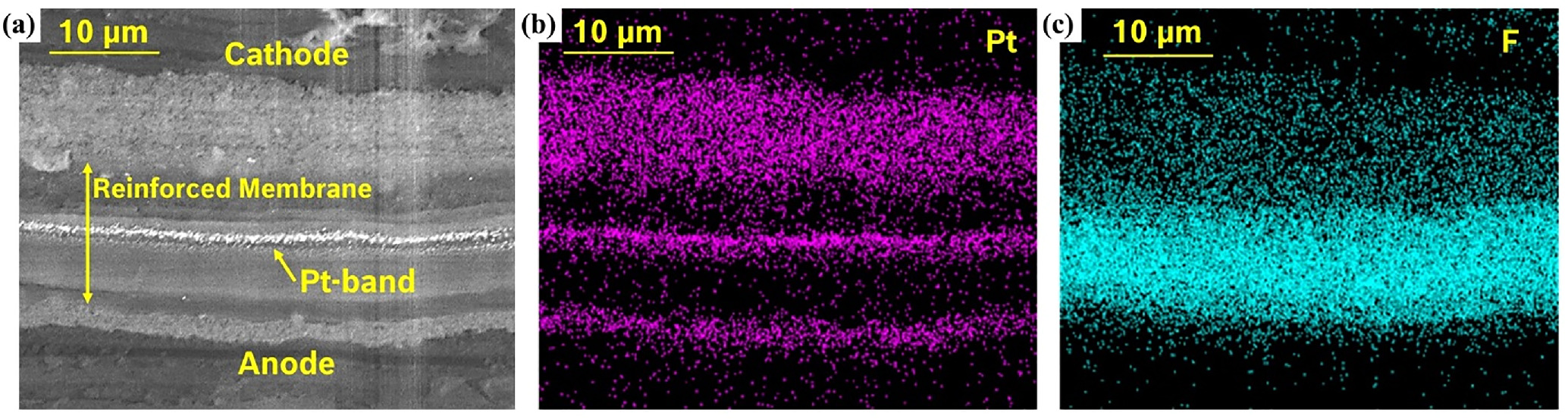 Impact of the Cathode Electrode Platinum Distribution on the Proton ...