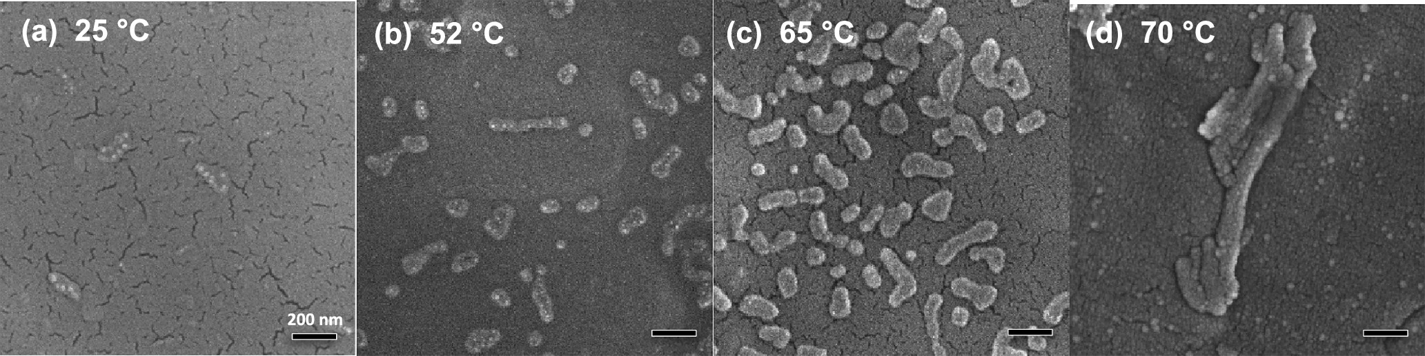 Monitoring the Time-Dependency of Multi-Stage Events in Thermal BSA ...