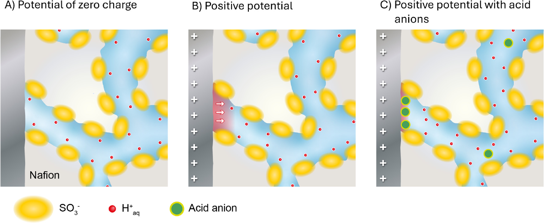 Accelerated Iridium Dissolution in Proton Exchange Membrane (PEM) Water ...