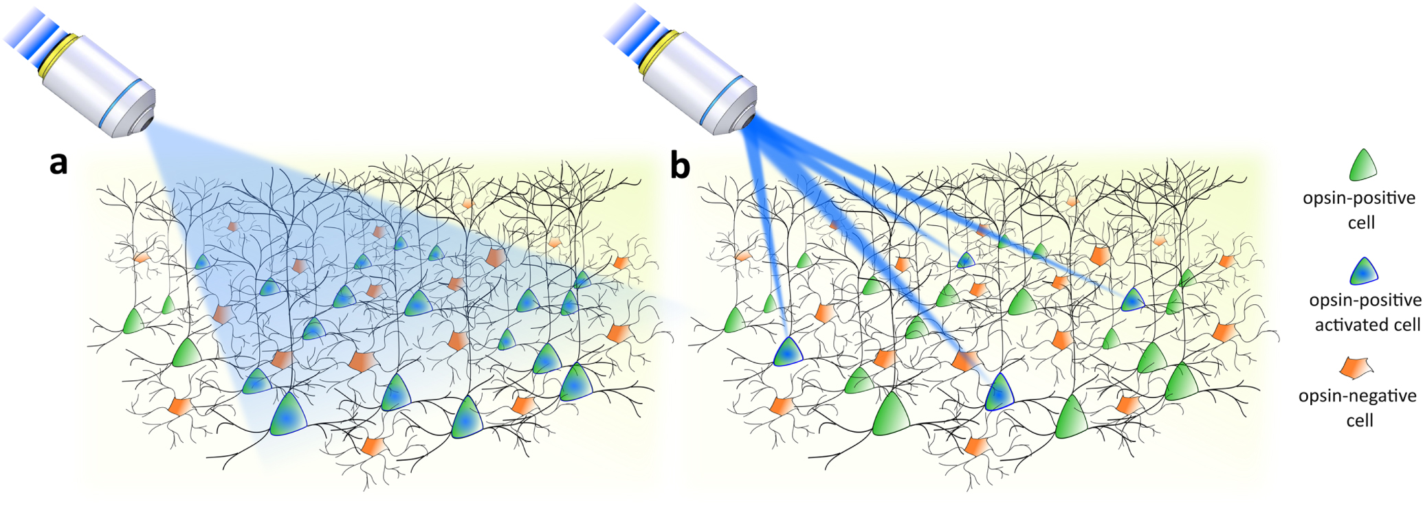 Recent advances in patterned photostimulation for optogenetics - IOPscience