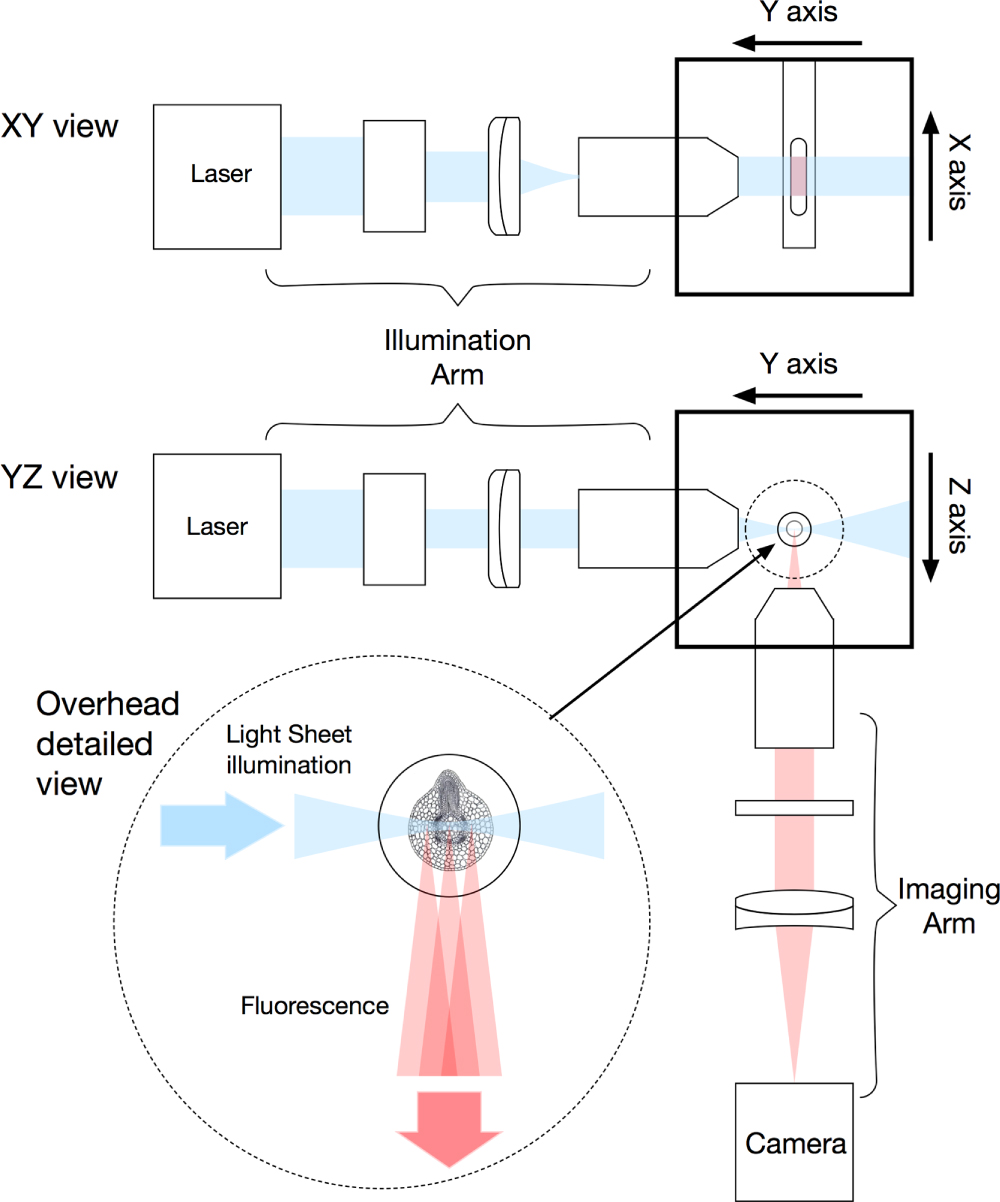 The light-sheet microscopy revolution - IOPscience