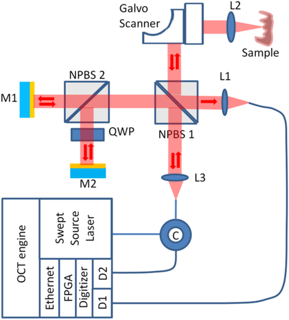 Swept source cross-polarized optical coherence tomography for any input ...