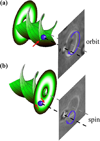 Orbital angular momentum in optical manipulations - IOPscience
