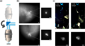 A compact microscope for voltage imaging - IOPscience