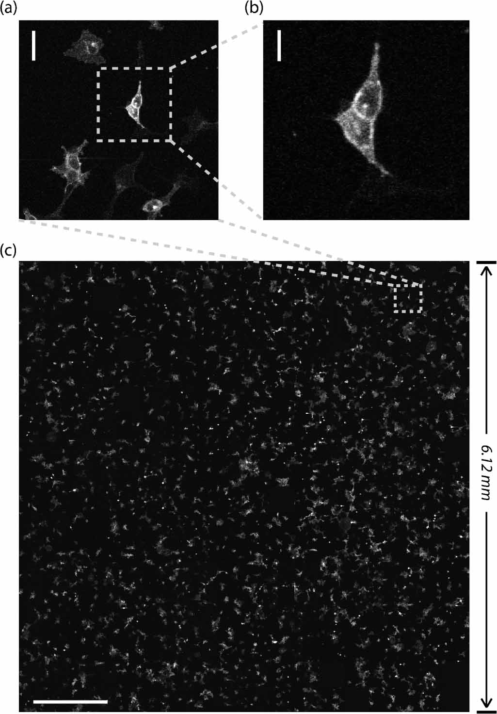 A compact microscope for voltage imaging - IOPscience