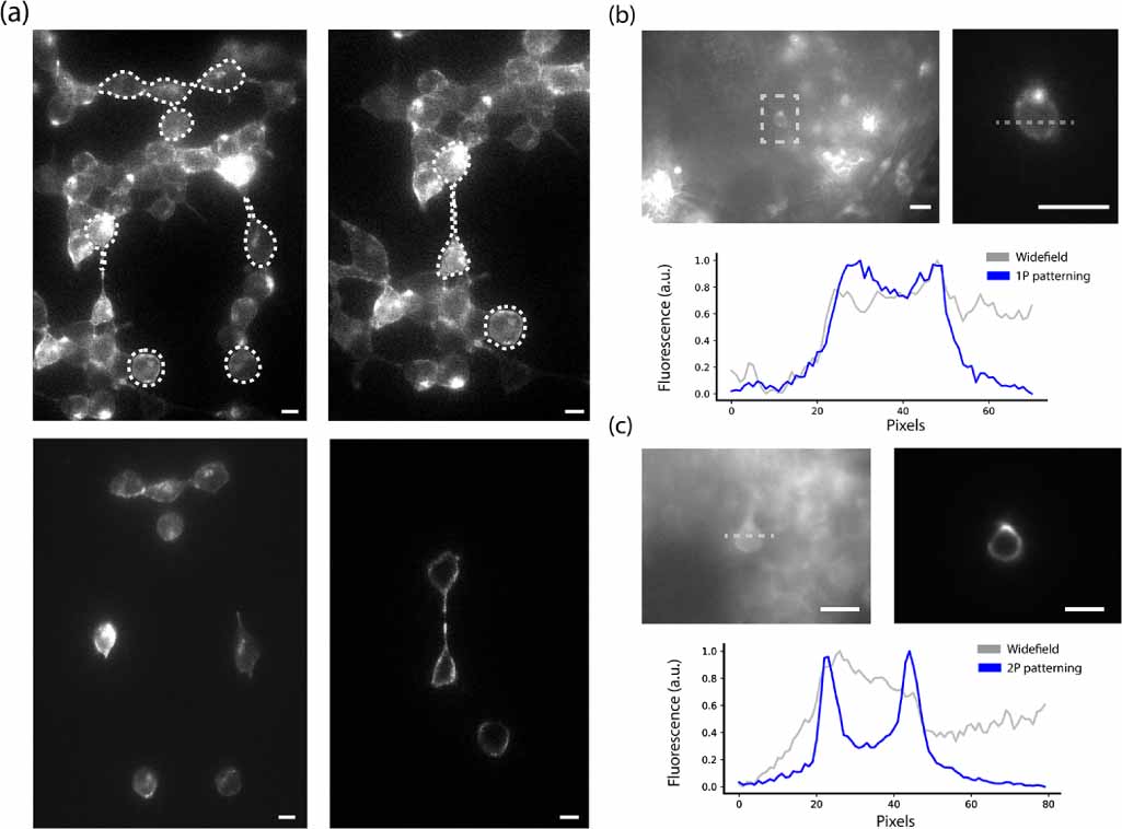 A compact microscope for voltage imaging - IOPscience
