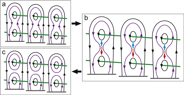 Spectroscopic and Imaging Observations of Spatially Extended Magnetic ...