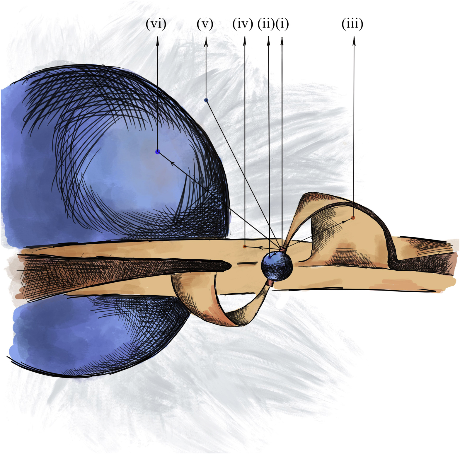 The X-Ray Polarimetry View of the Accreting Pulsar Cen X-3 - IOPscience