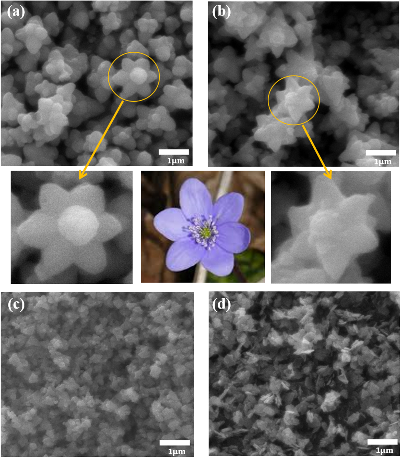 Antibacterial activity of green synthesized ZnO nano-flower using ...