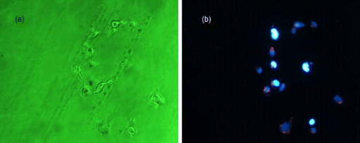 Biocompatible fluorescent zein nanoparticles for simultaneous ...
