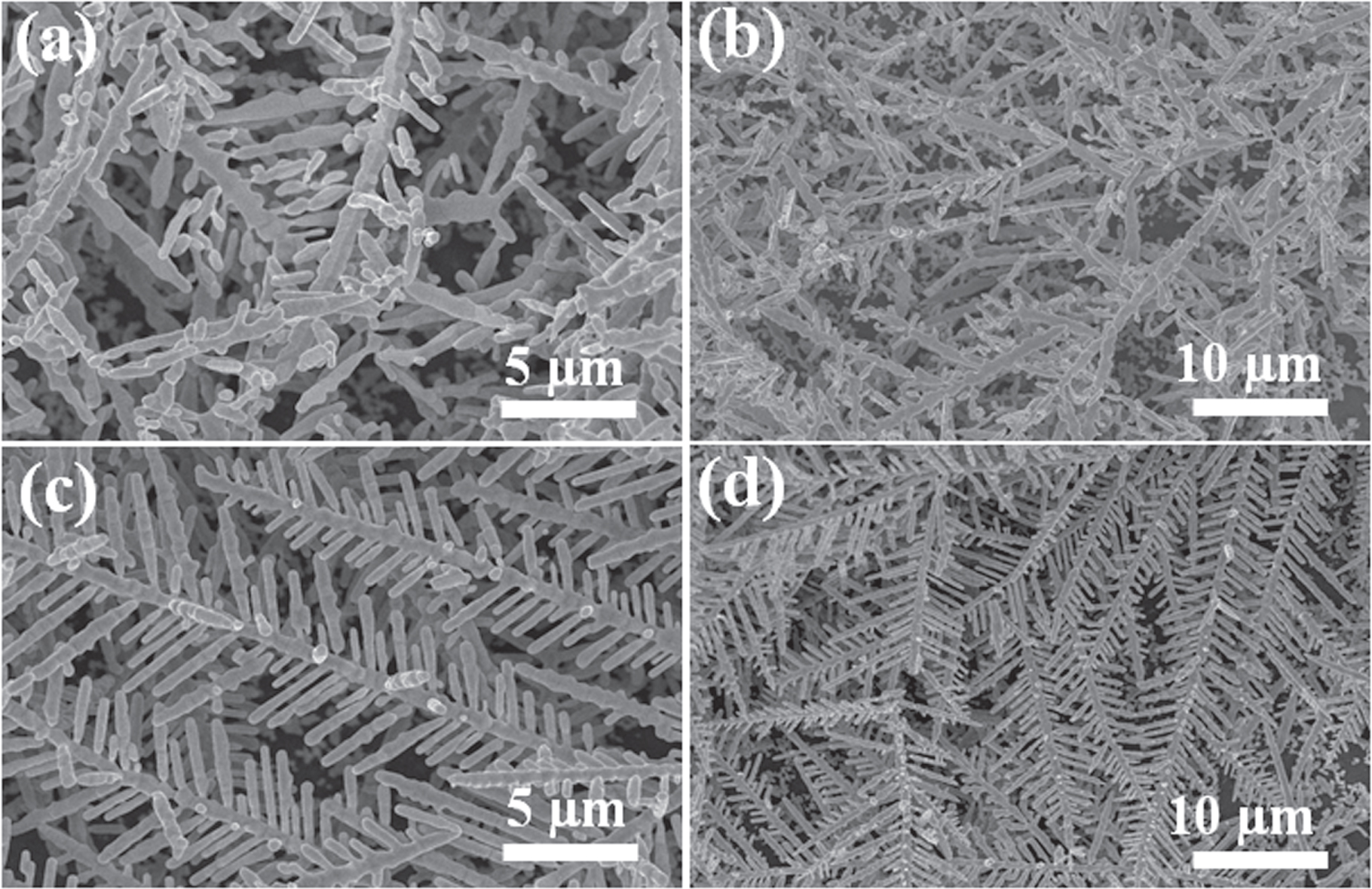 Application of silver nanodendrites deposited on silicon in SERS ...