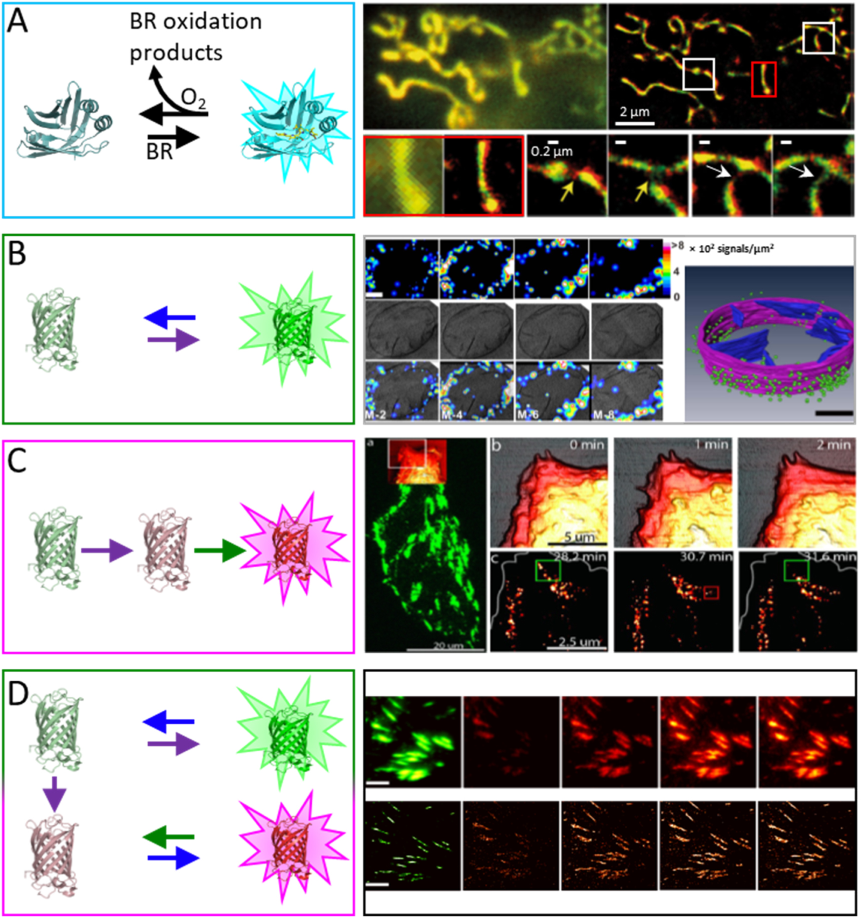 Genetically encodable fluorescent protein markers in advanced optical ...