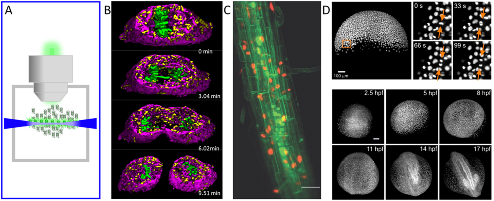 Genetically encodable fluorescent protein markers in advanced optical ...
