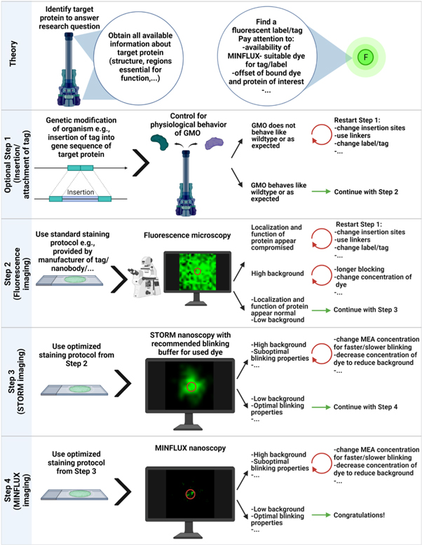 MINFLUX imaging of a bacterial molecular machine at nanometer ...