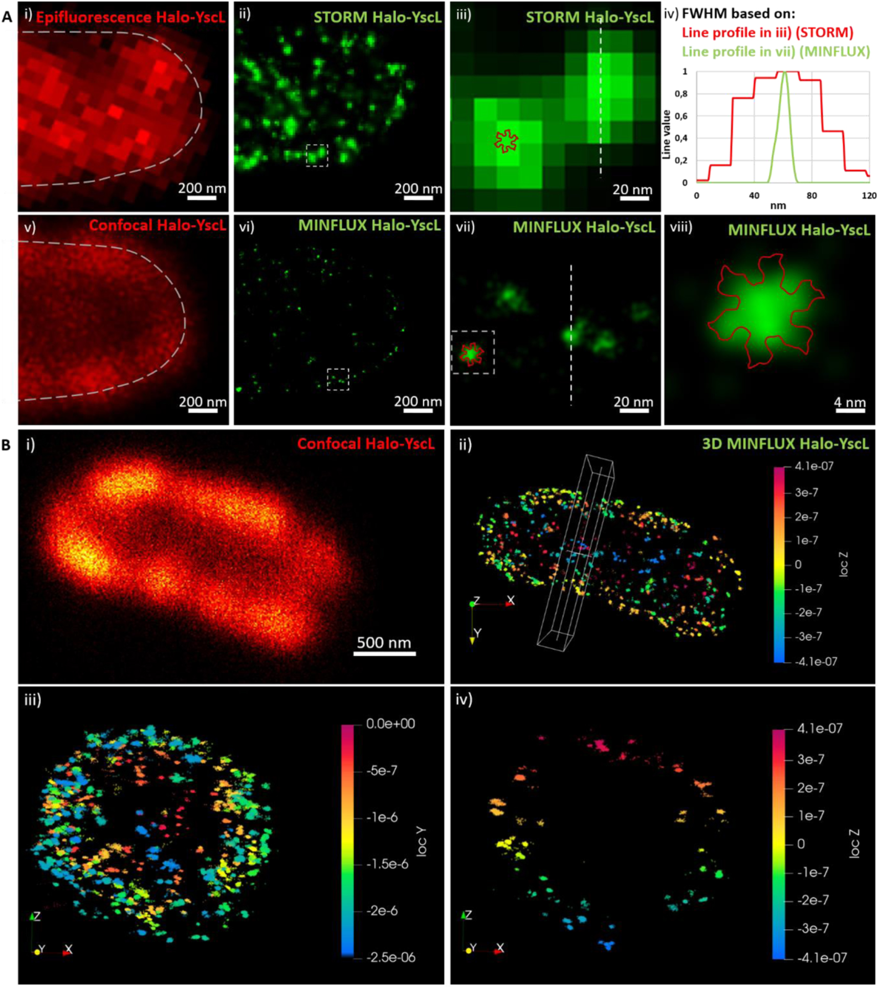 MINFLUX imaging of a bacterial molecular machine at nanometer ...