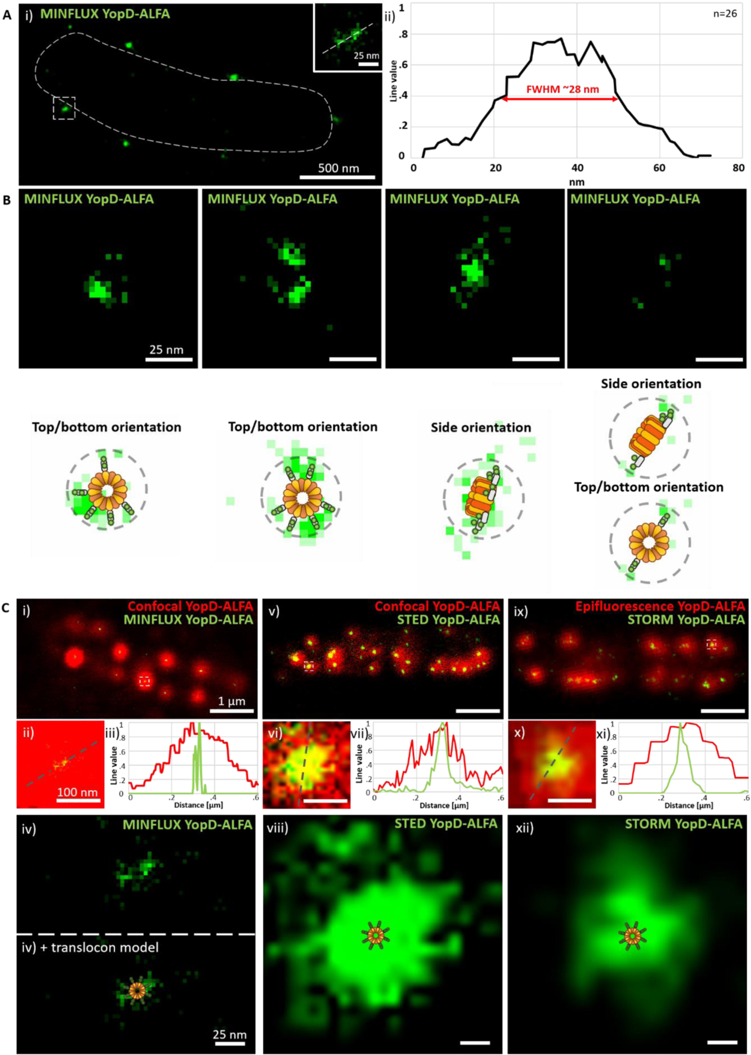 MINFLUX imaging of a bacterial molecular machine at nanometer ...