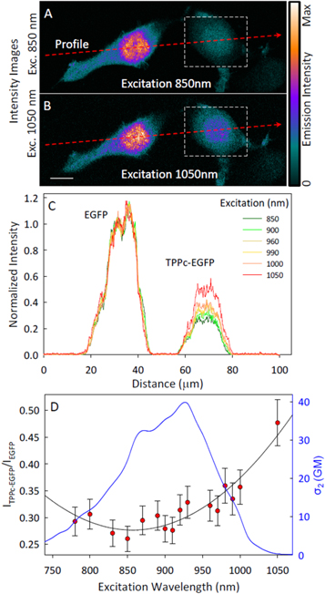 Two-photon lifetime-based photoconversion of EGFP for 3D ...