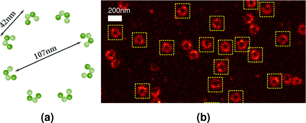 Improving STED microscopy with SUPPOSe: enhancing resolution from a ...