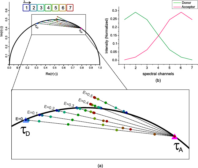 Phasor based analysis of FRET images recorded using spectrally resolved lifetime imaging ...