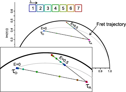Phasor based analysis of FRET images recorded using spectrally resolved ...