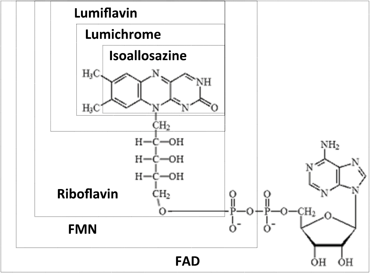 The intrinsic fluorescence of FAD and its application in analytical ...