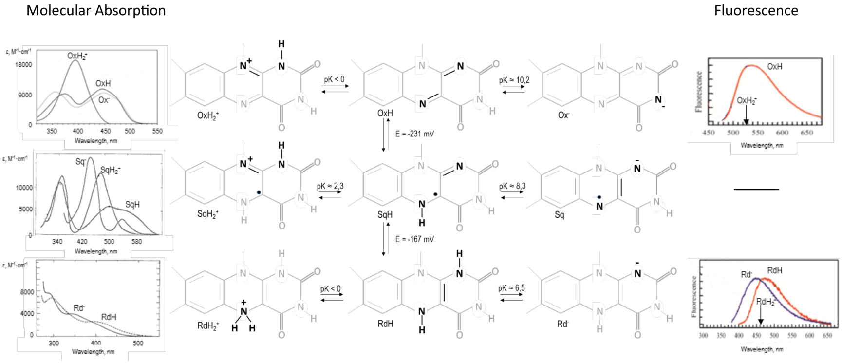 The intrinsic fluorescence of FAD and its application in analytical ...