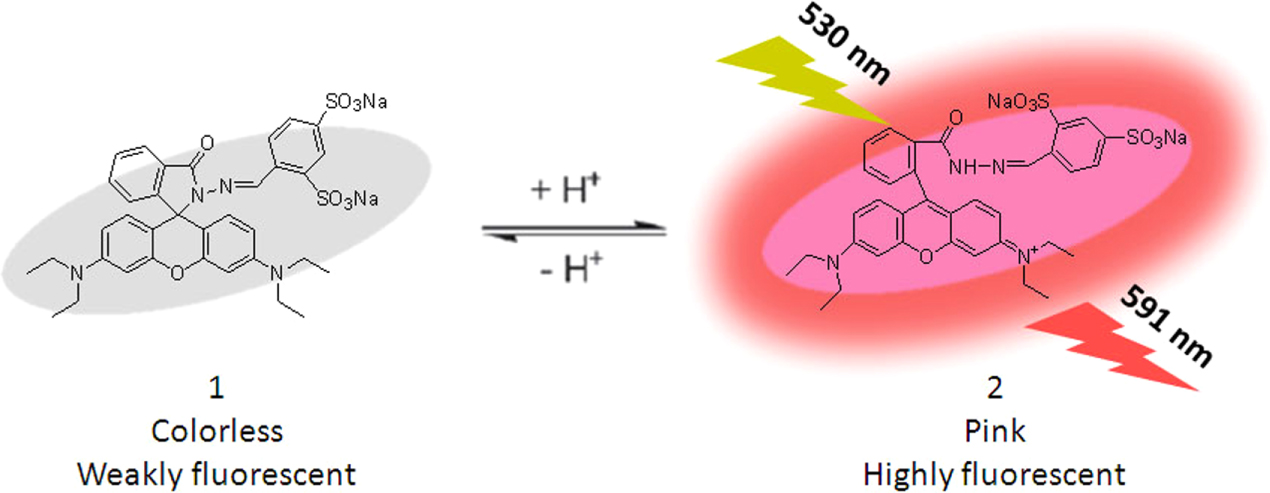 A water-soluble rhodamine B-derived fluorescent probe for pH monitoring ...