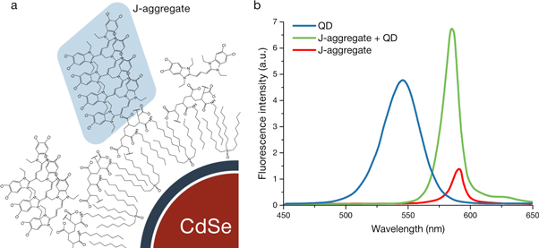 Fluorescent J-aggregates of cyanine dyes: basic research and ...