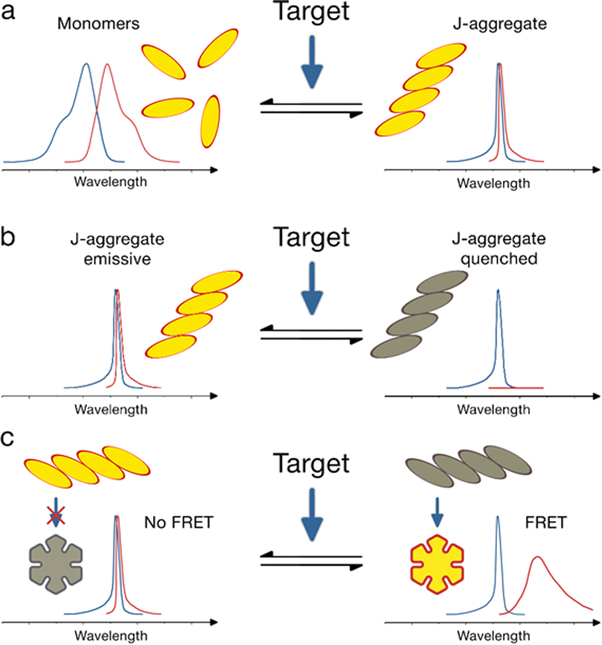 Fluorescent J-aggregates of cyanine dyes: basic research and ...