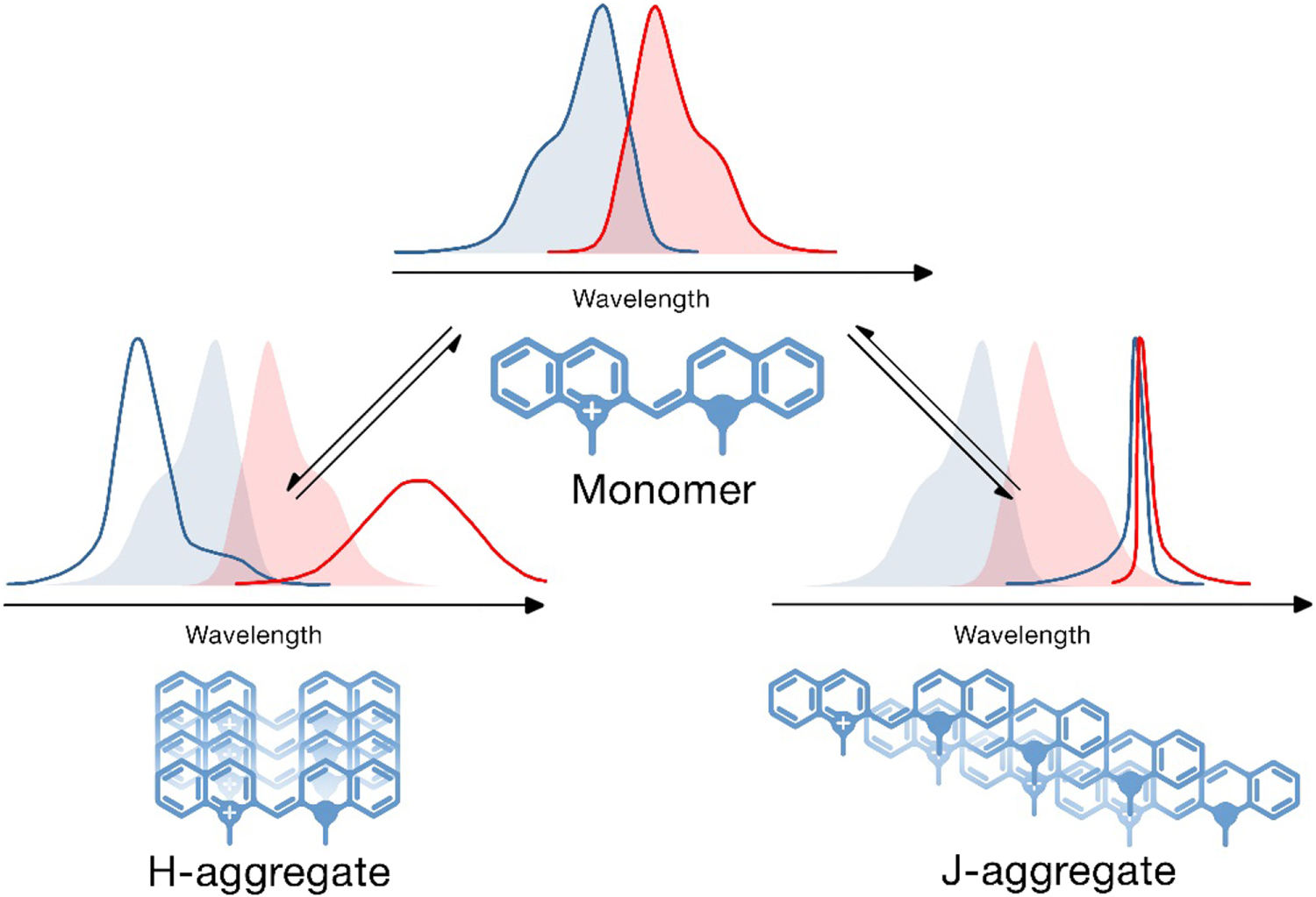 Fluorescent J-aggregates of cyanine dyes: basic research and ...