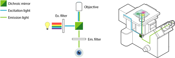 An introduction to optical super-resolution microscopy for the ...