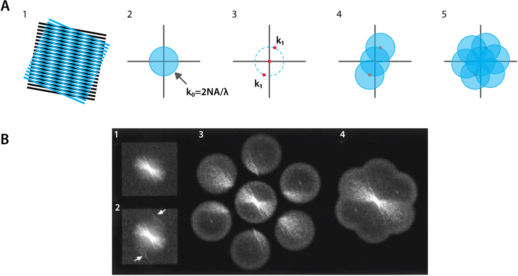 An introduction to optical super-resolution microscopy for the ...