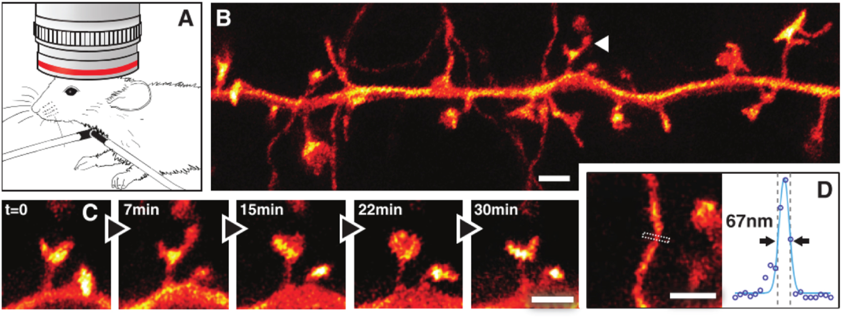 An introduction to optical super-resolution microscopy for the ...
