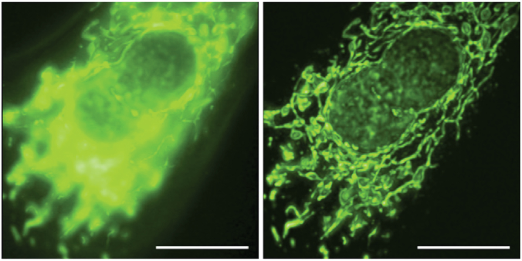 An introduction to optical super-resolution microscopy for the ...