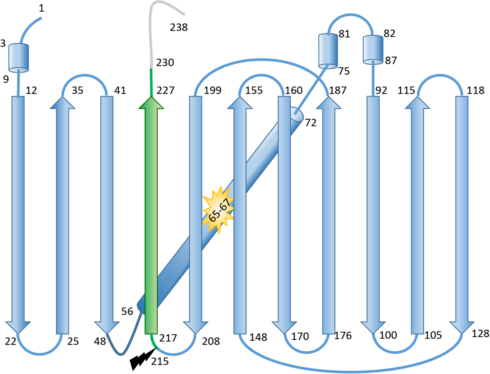 Fluorescence protein complementation in microscopy: applications beyond ...