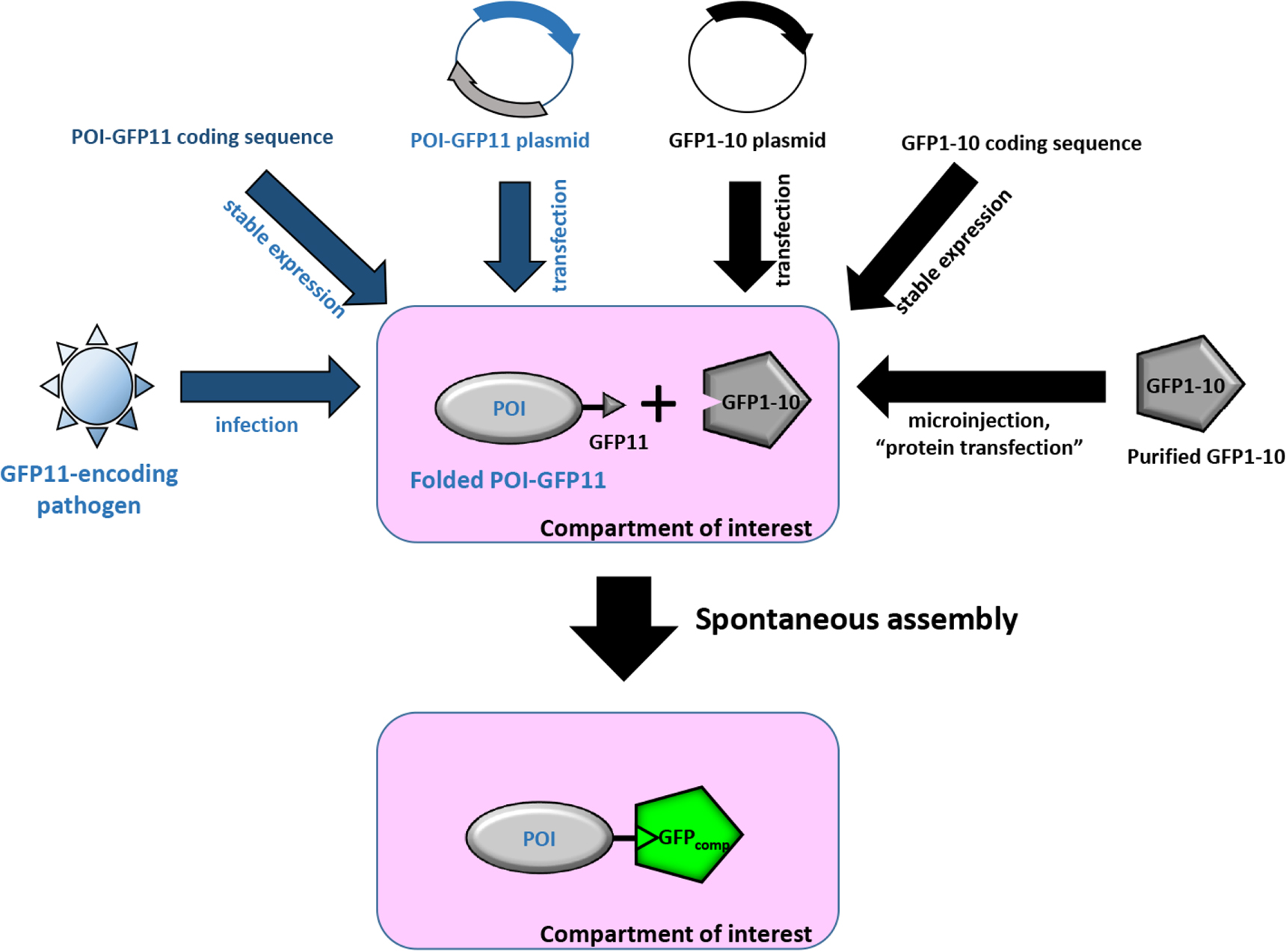 Fluorescence protein complementation in microscopy: applications beyond ...