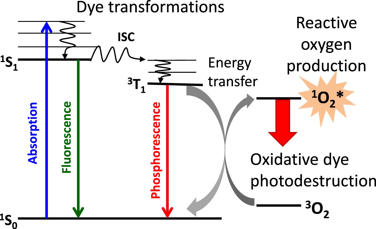 Photobleaching of organic fluorophores: quantitative characterization ...