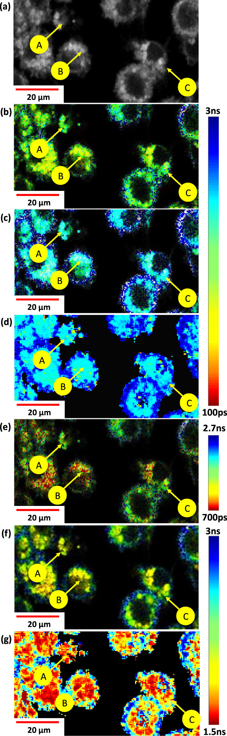 A rapid analysis platform for investigating the cellular locations of ...