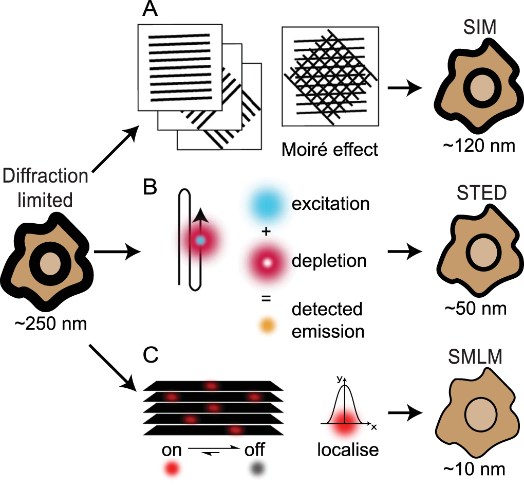 Understanding DNA organization, damage, and repair with super ...